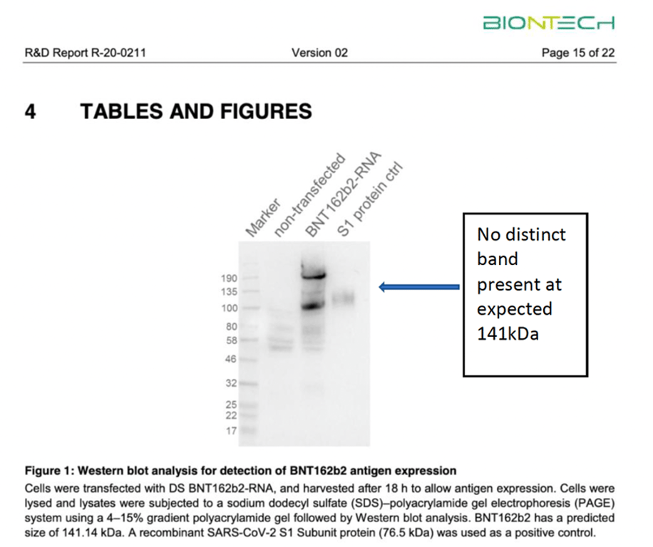 Leaked Nov 2020 EMA report reveals concern about immune response from BioNTech's modified RNA