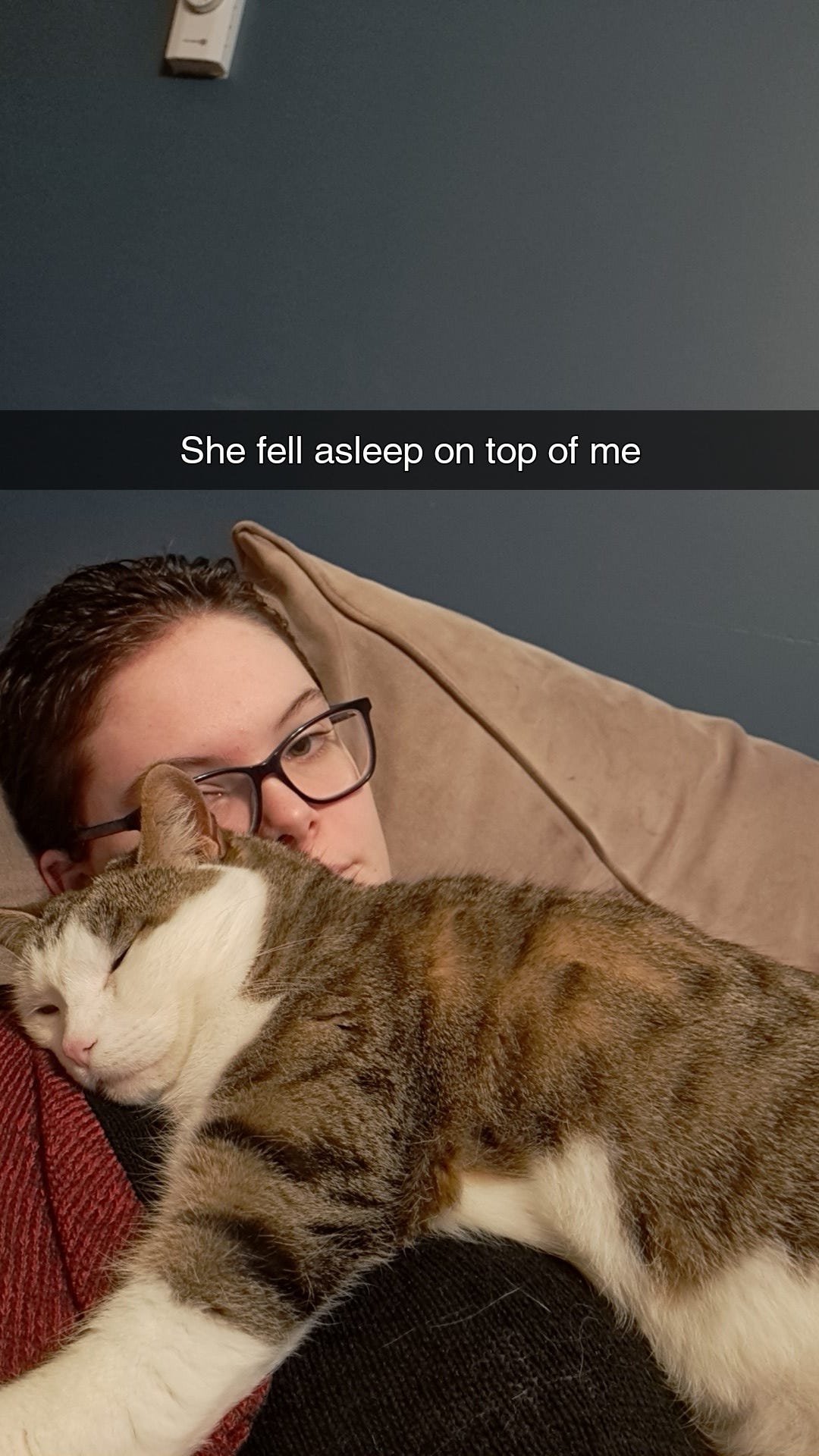 Pictures of my Cats - by Night Sammy Collins