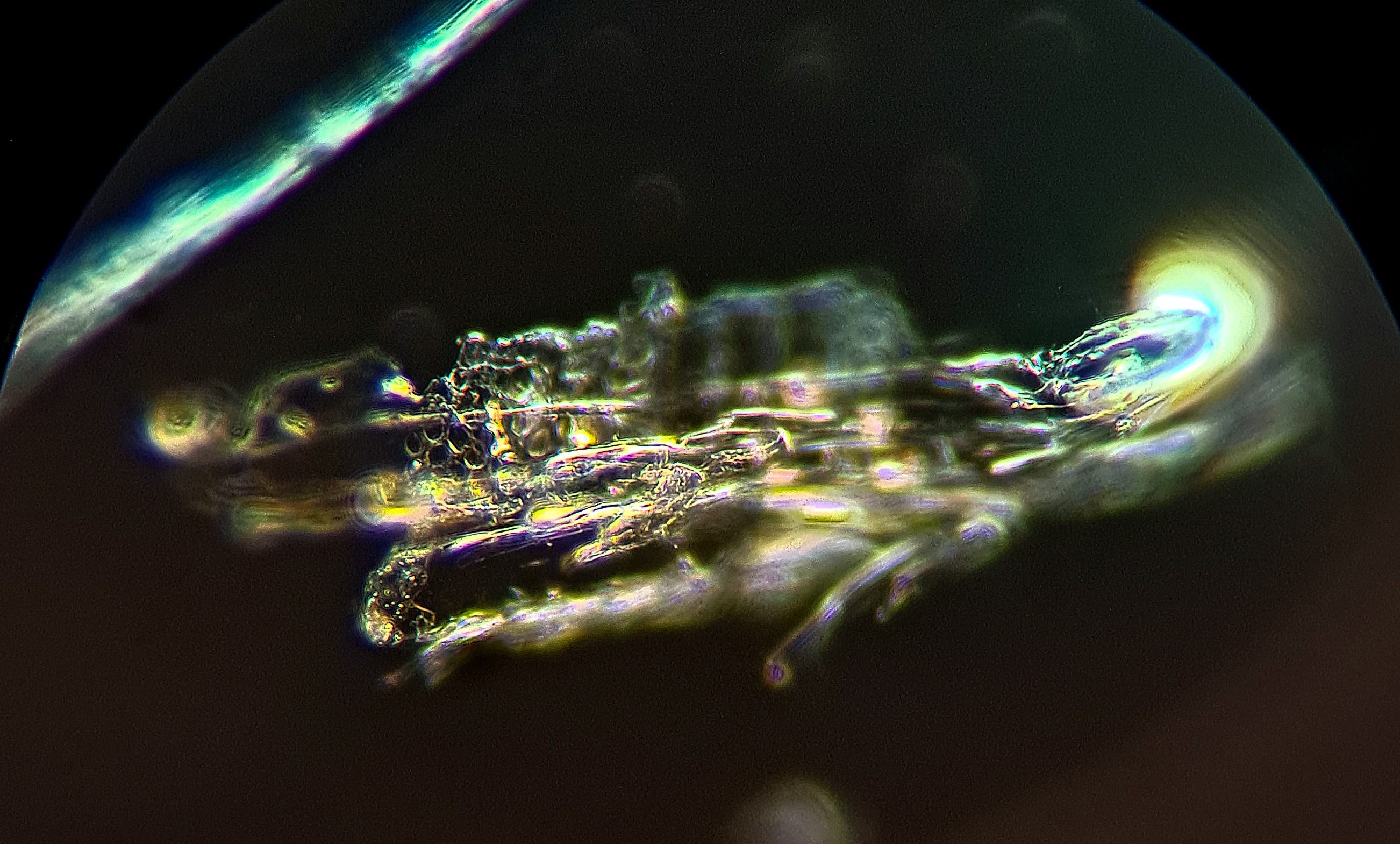 Funky Filaments in Focus - Will: Micronaut