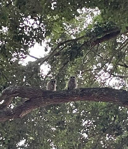 💦 The Springhead 💦- #1 - by Karen Mclaughlin