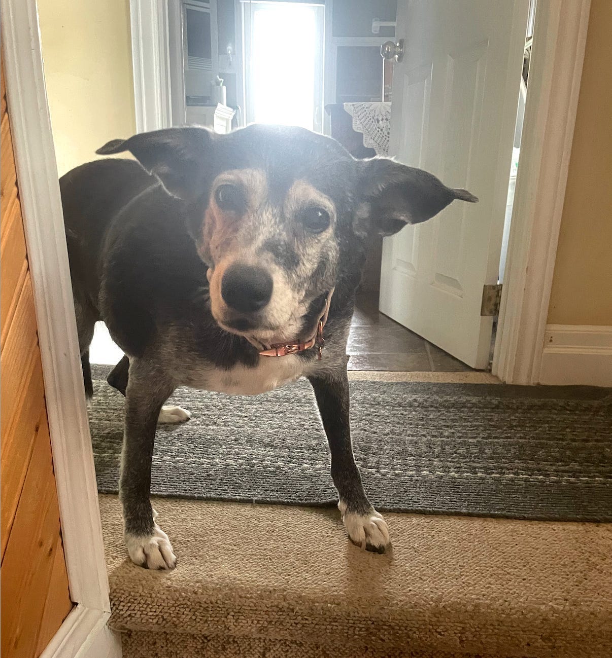 A Street Mutt’s Final Steak - by Robin Wilding