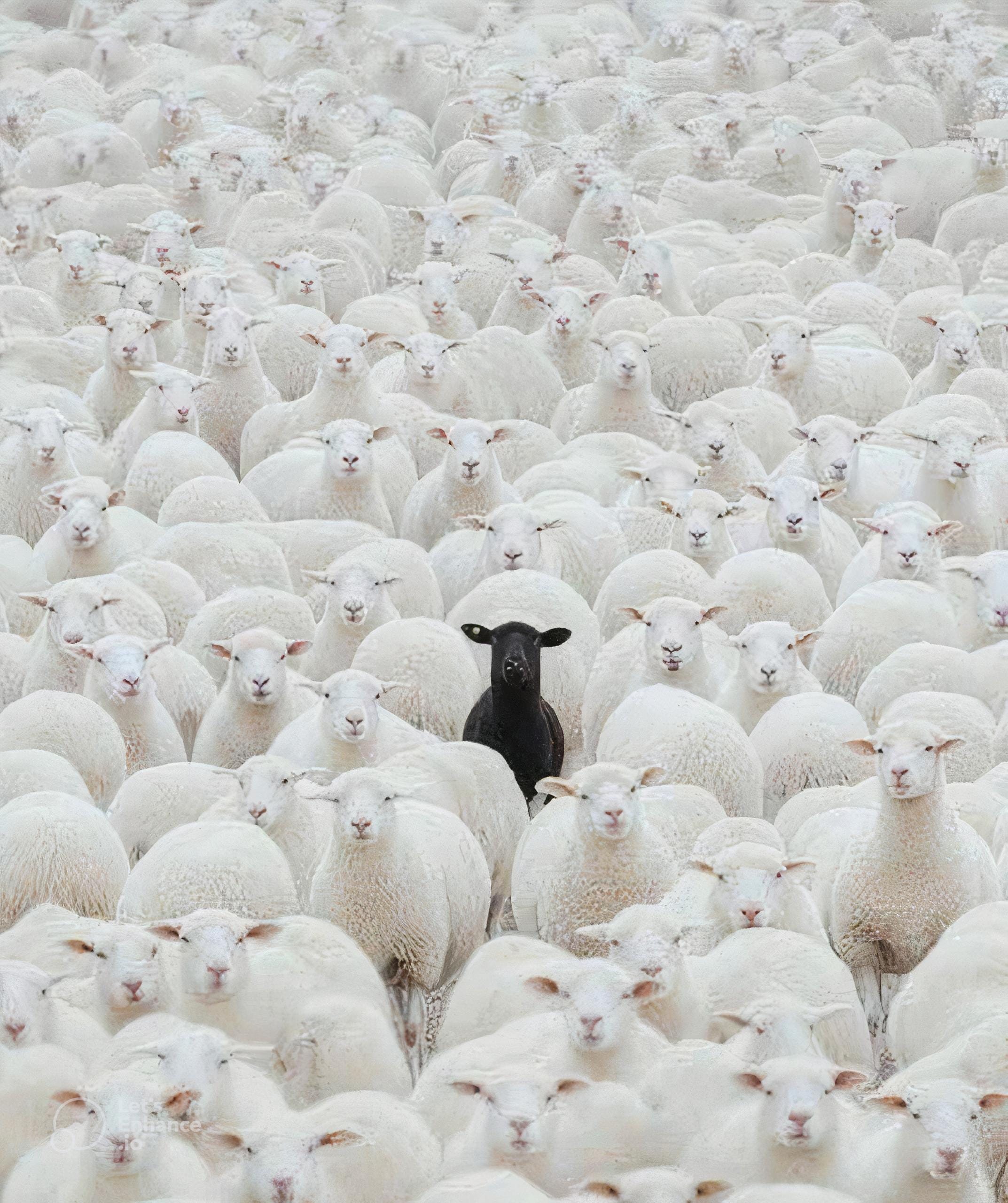 The Black Sheep And Why Fitting In is Overrated.