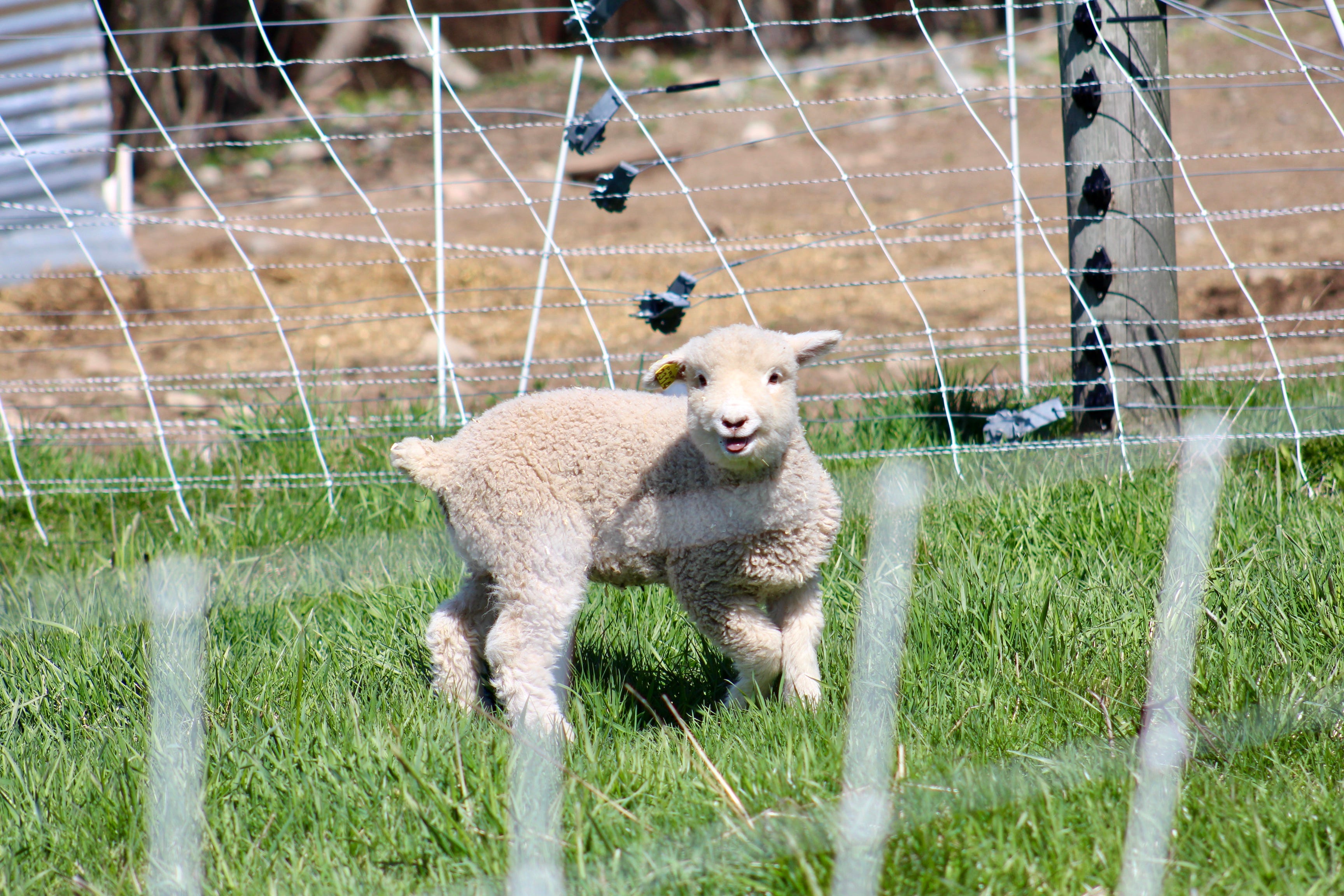 Springing Into the Season With Lambs’ First Pasture Moments – Bar ...