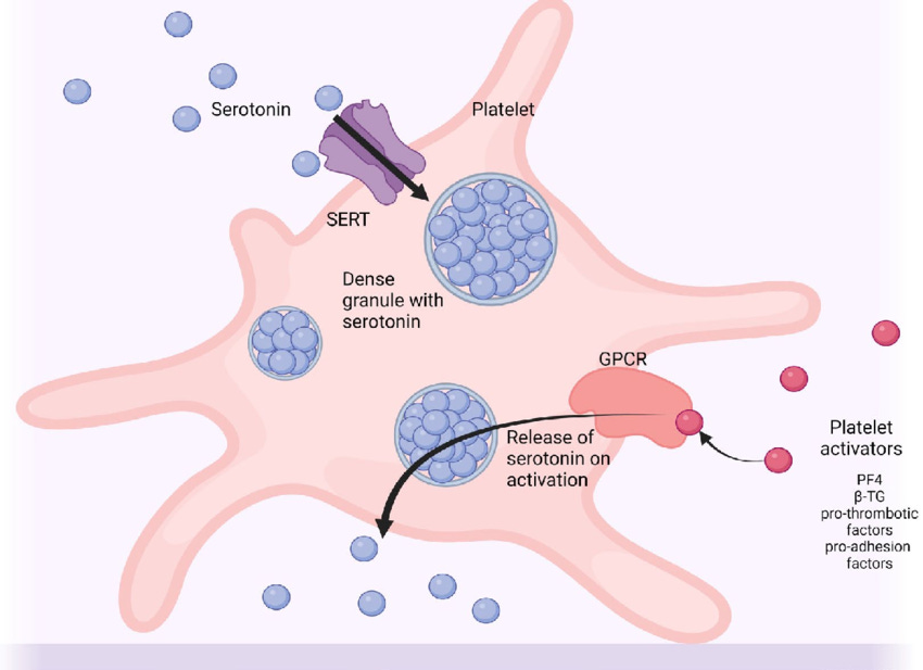 The convoluted role of serotonin in infection-associated chronic illness