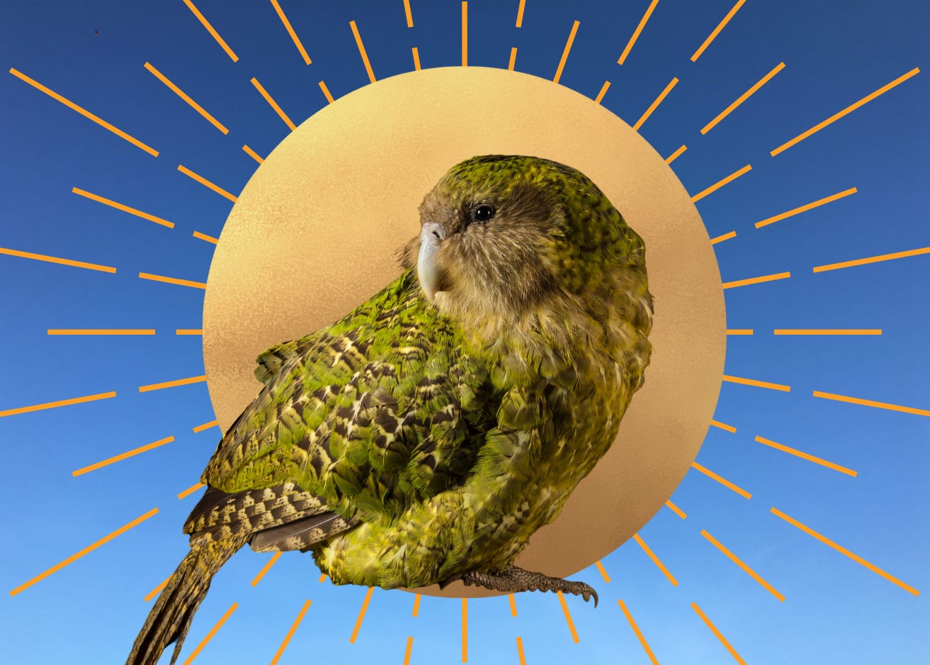 Kakapo - by Wietske Merison - Gift from the Heavens
