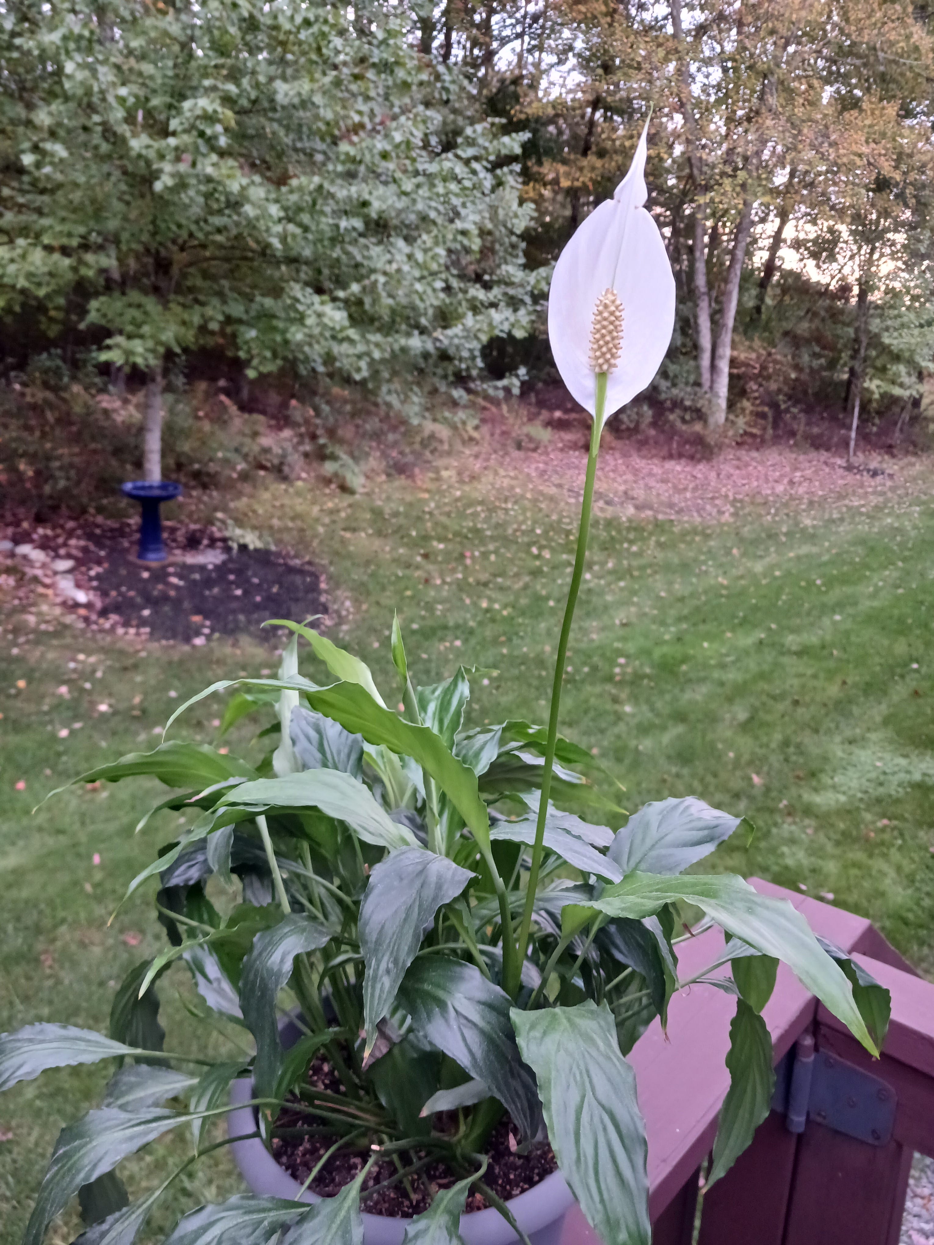 The Path to Peace - by Bill Alstrom (MAtoMainetoMA)