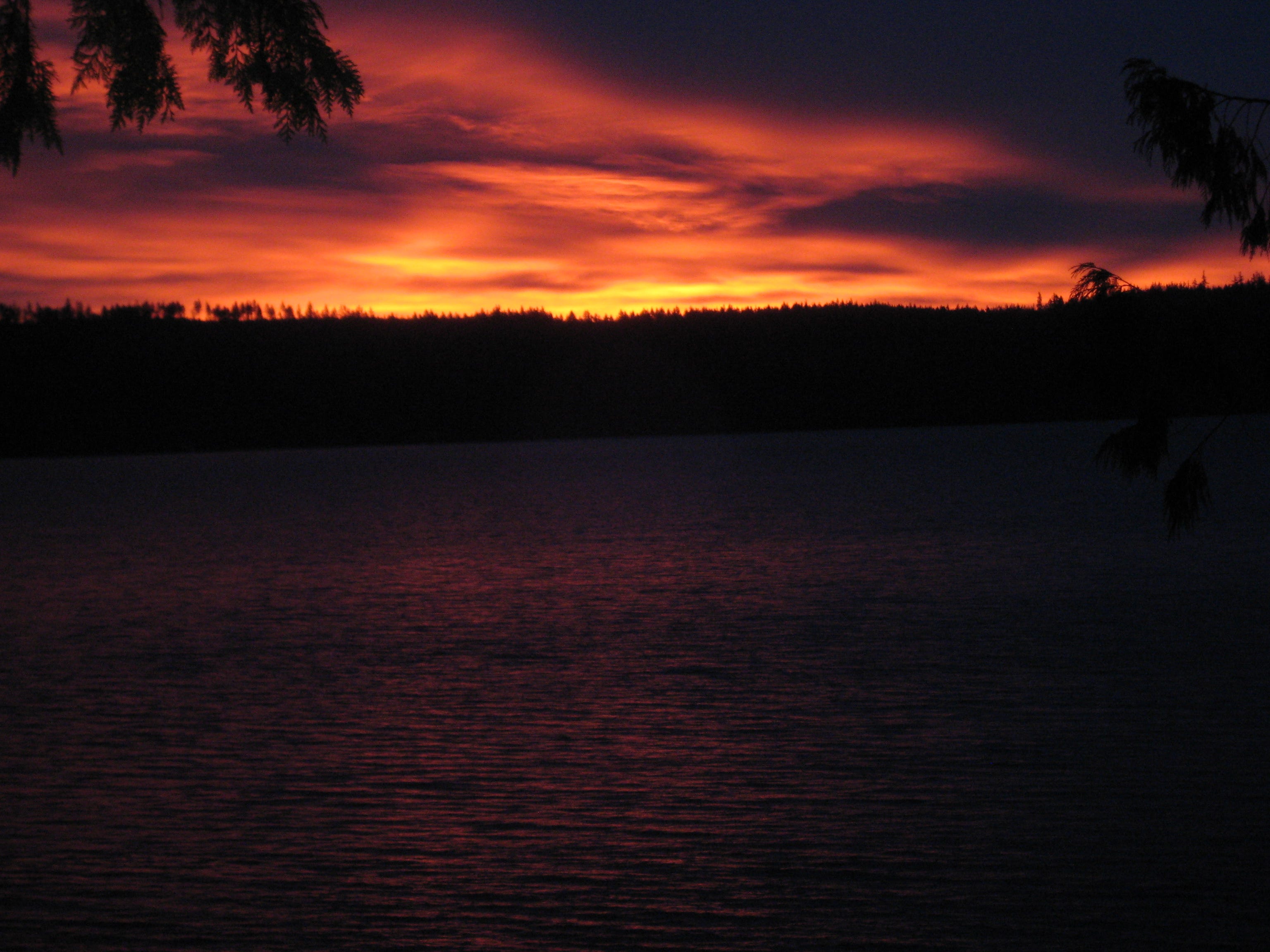 Nightwalking - by Kirie Pedersen - Kirie’s Artist Chicken