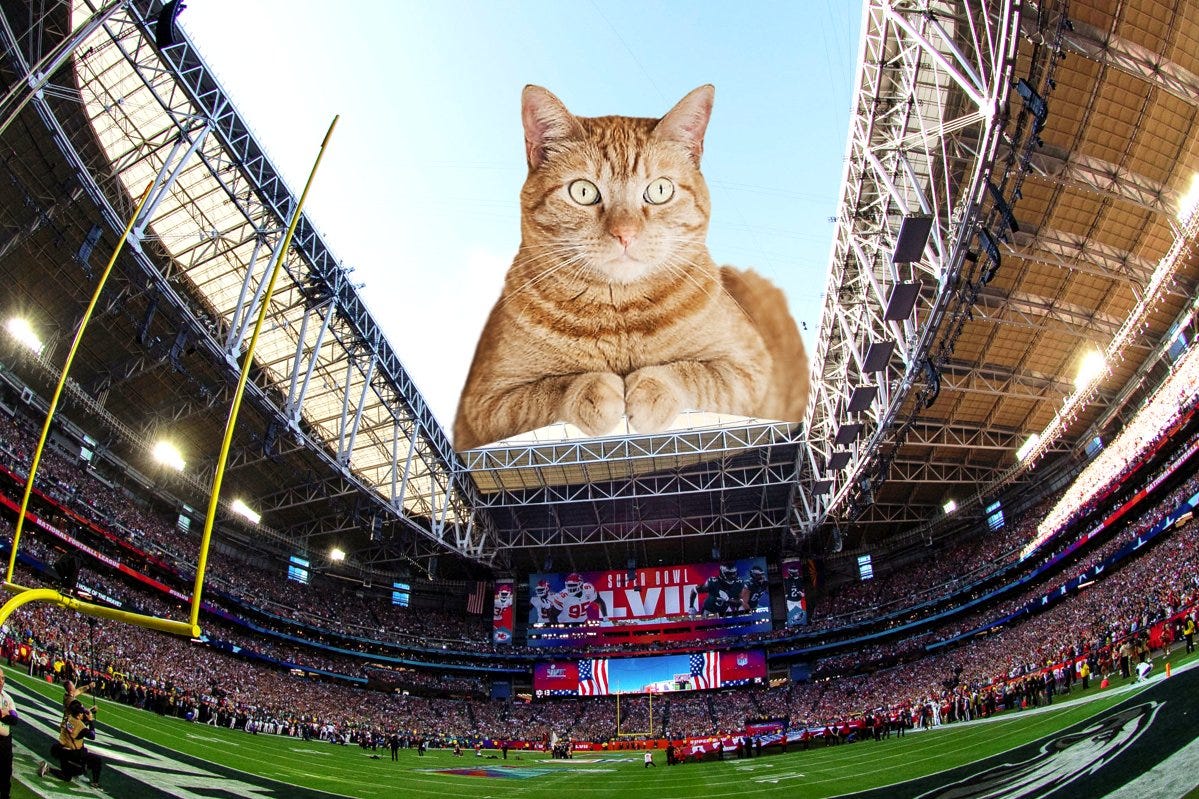 cats posting their wins-pool - by el gato malo