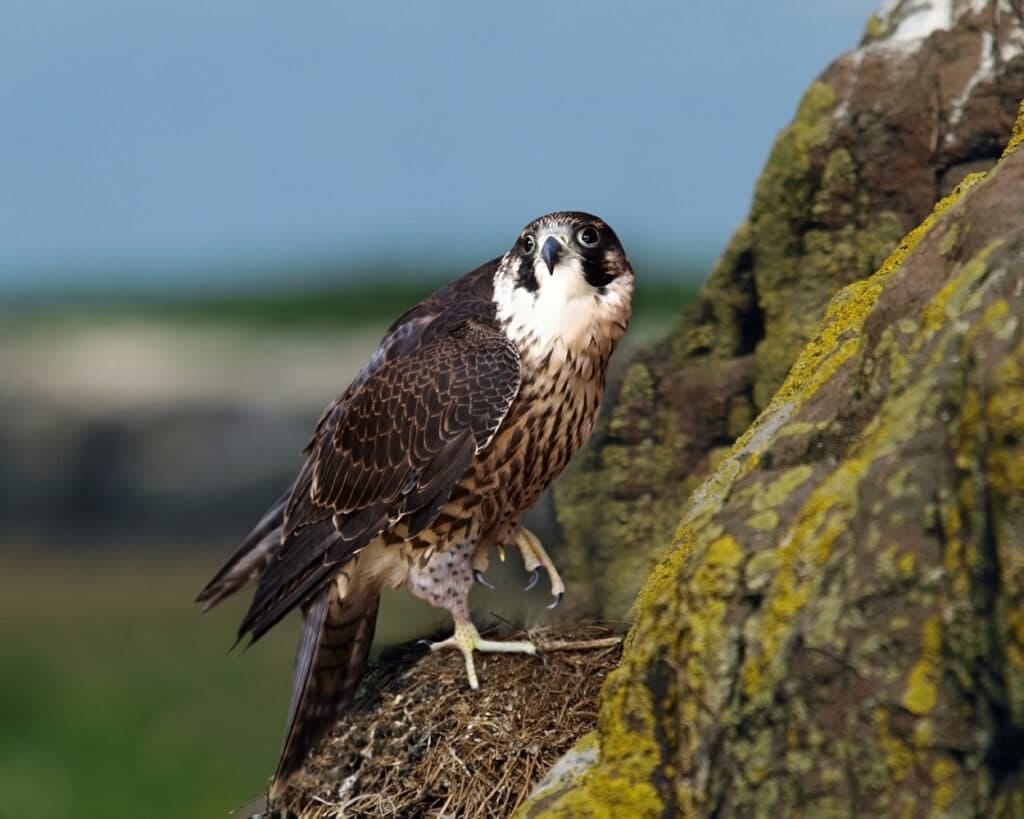 Derbyshire man convicted of stealing Peregrine eggs