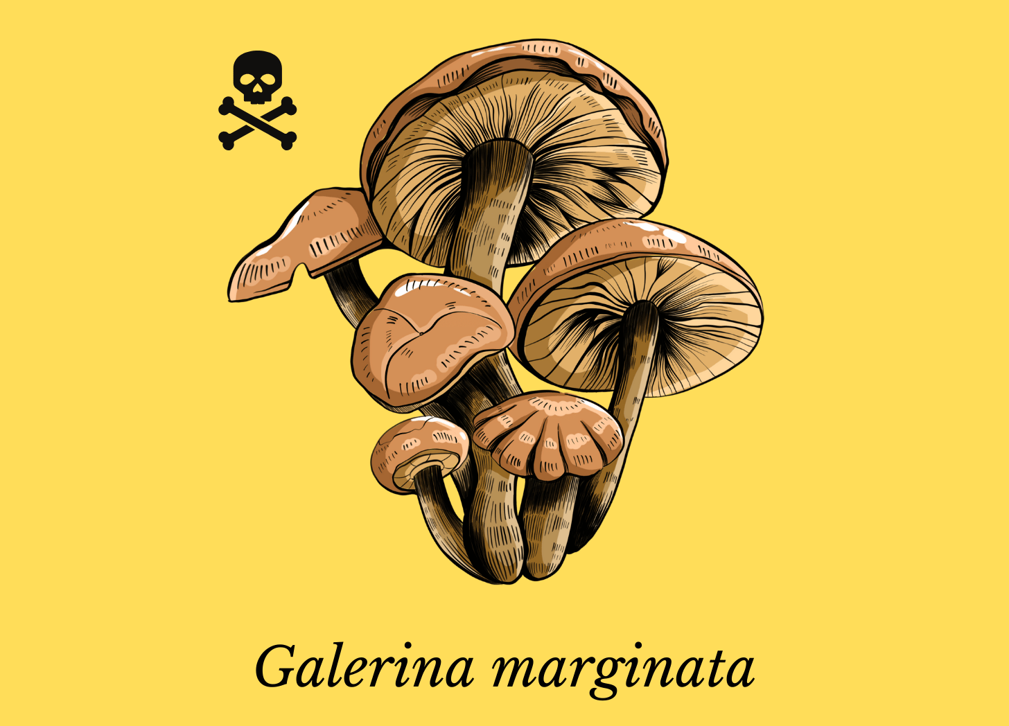The Dark Truth About Wavy Cap Mushrooms (Psilocybe cyanescens)