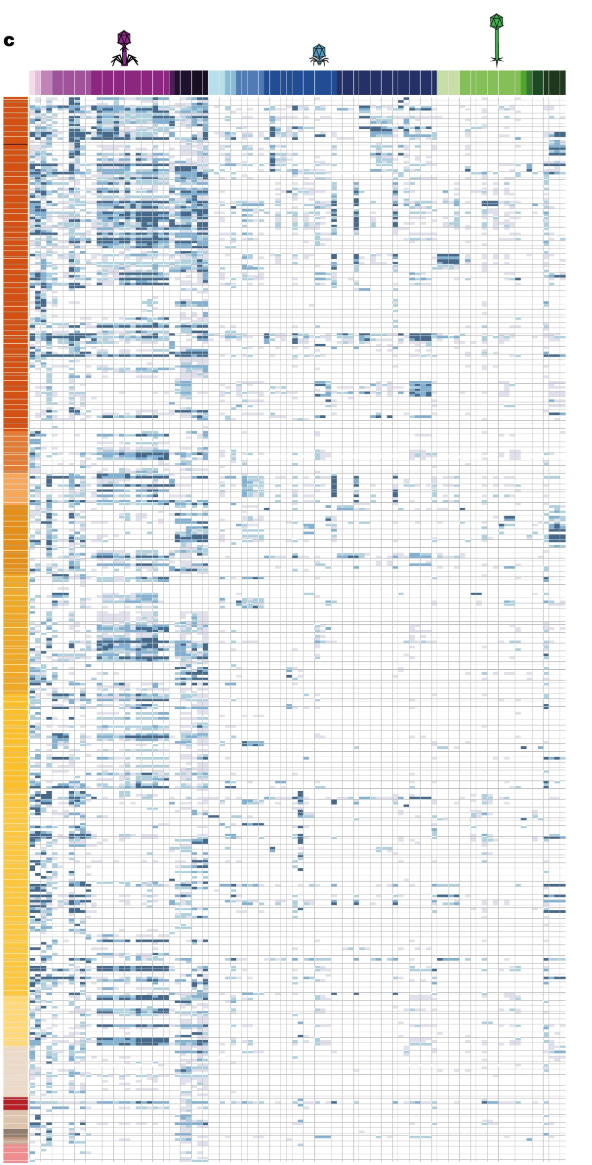 Understanding Bacteriophage Specificity - by Noah Legall