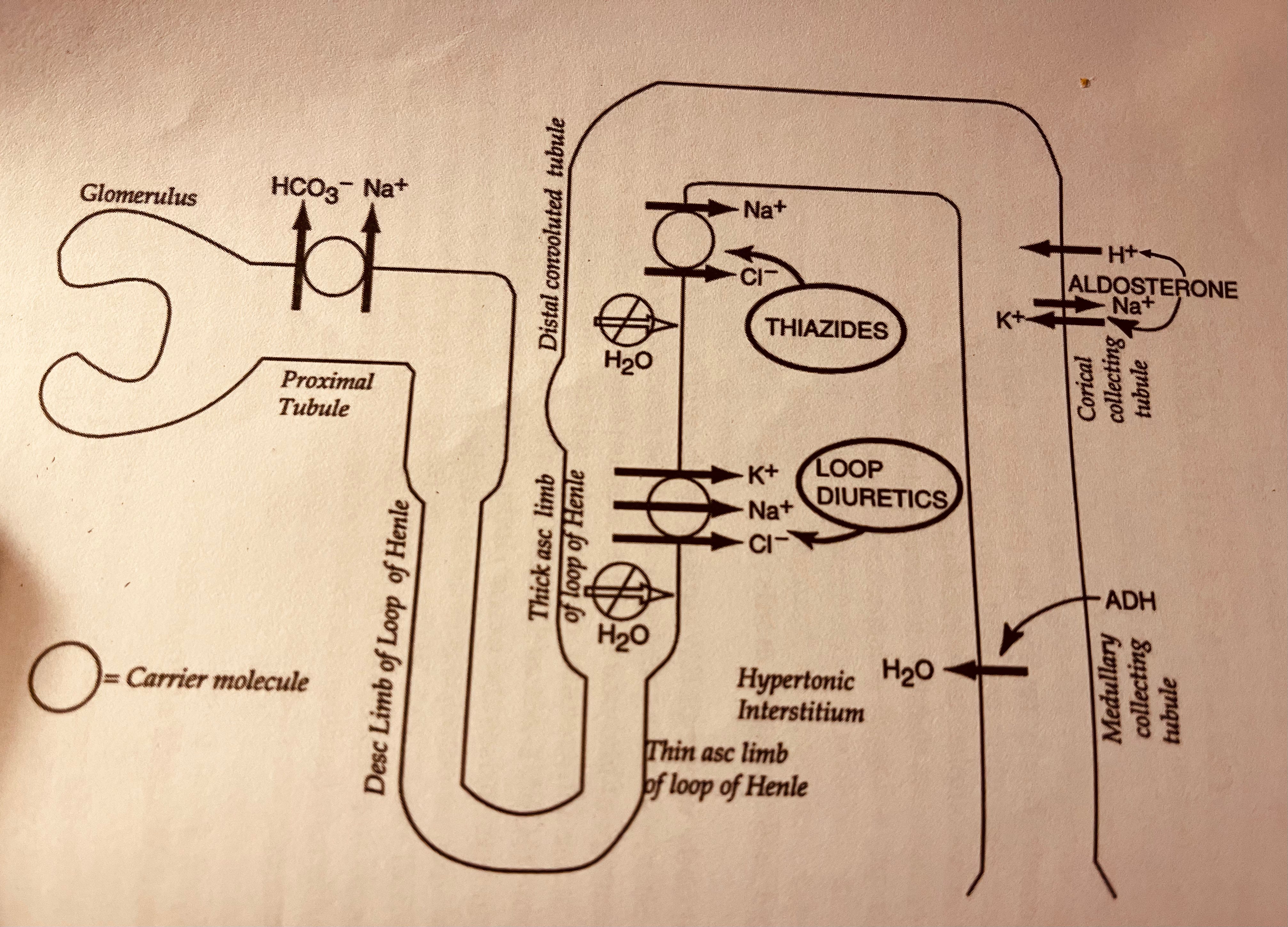 Mastering Loop diuretics: The key to effective diuresis