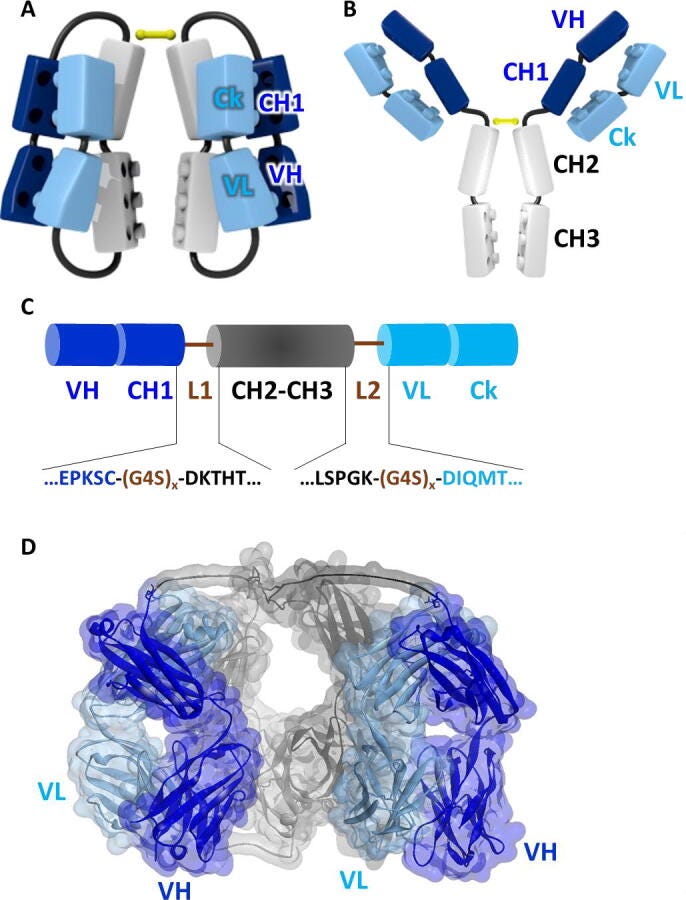 Receptors Unite: Agonism with Antibodies