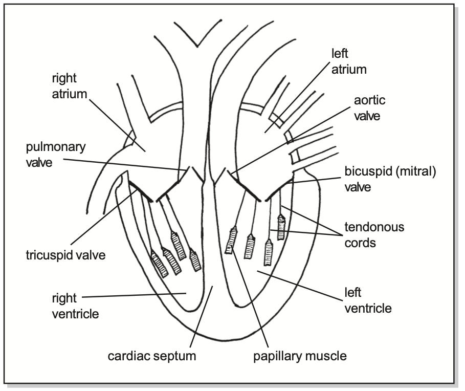 Heart and circulatory system - by John Campbell