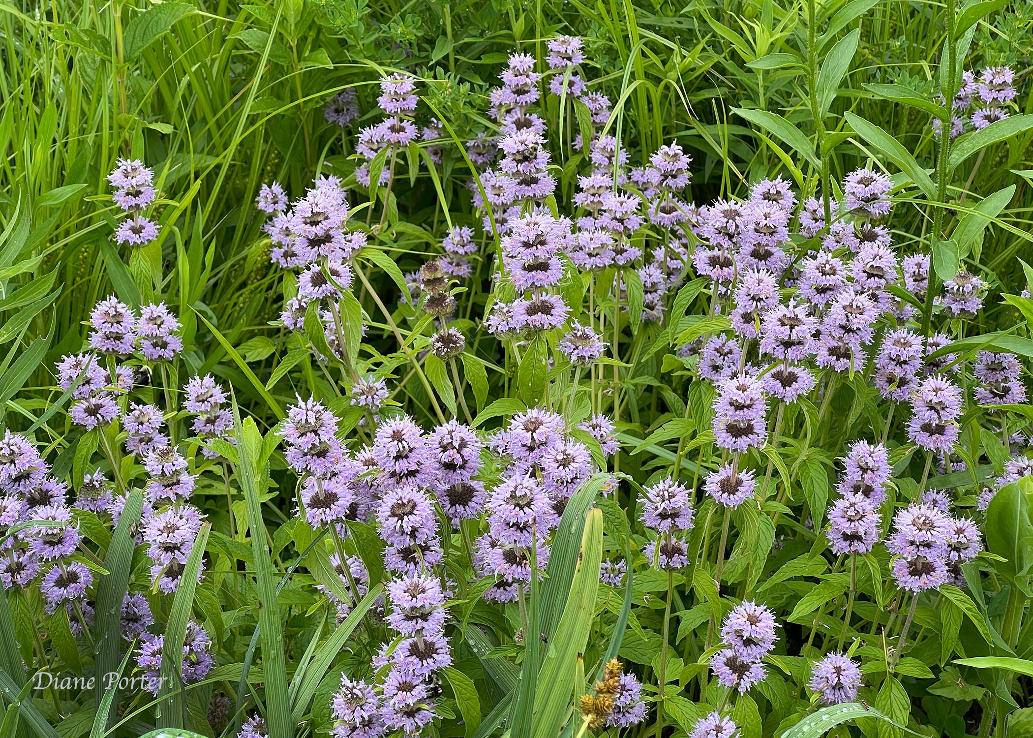 Downy Wood Mint - by Diane Porter - My Gaia