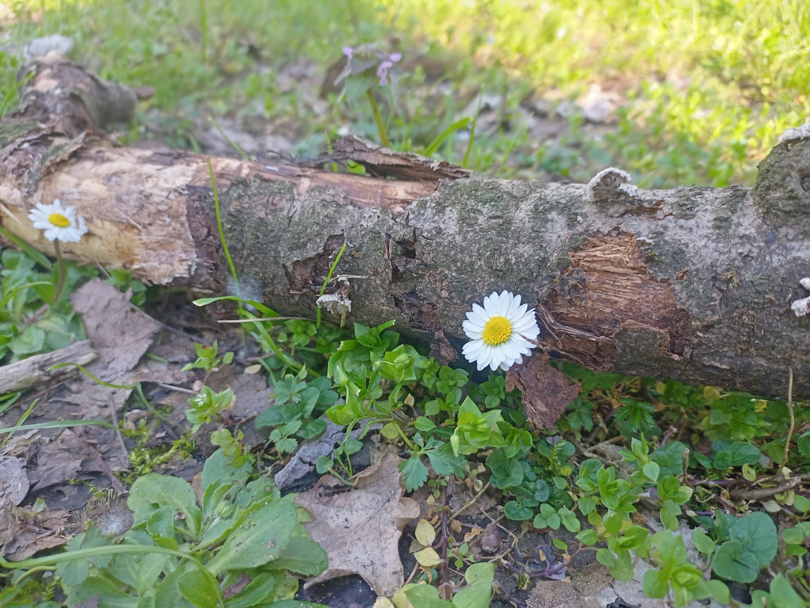 An extract from my Note.txt file - by Alice