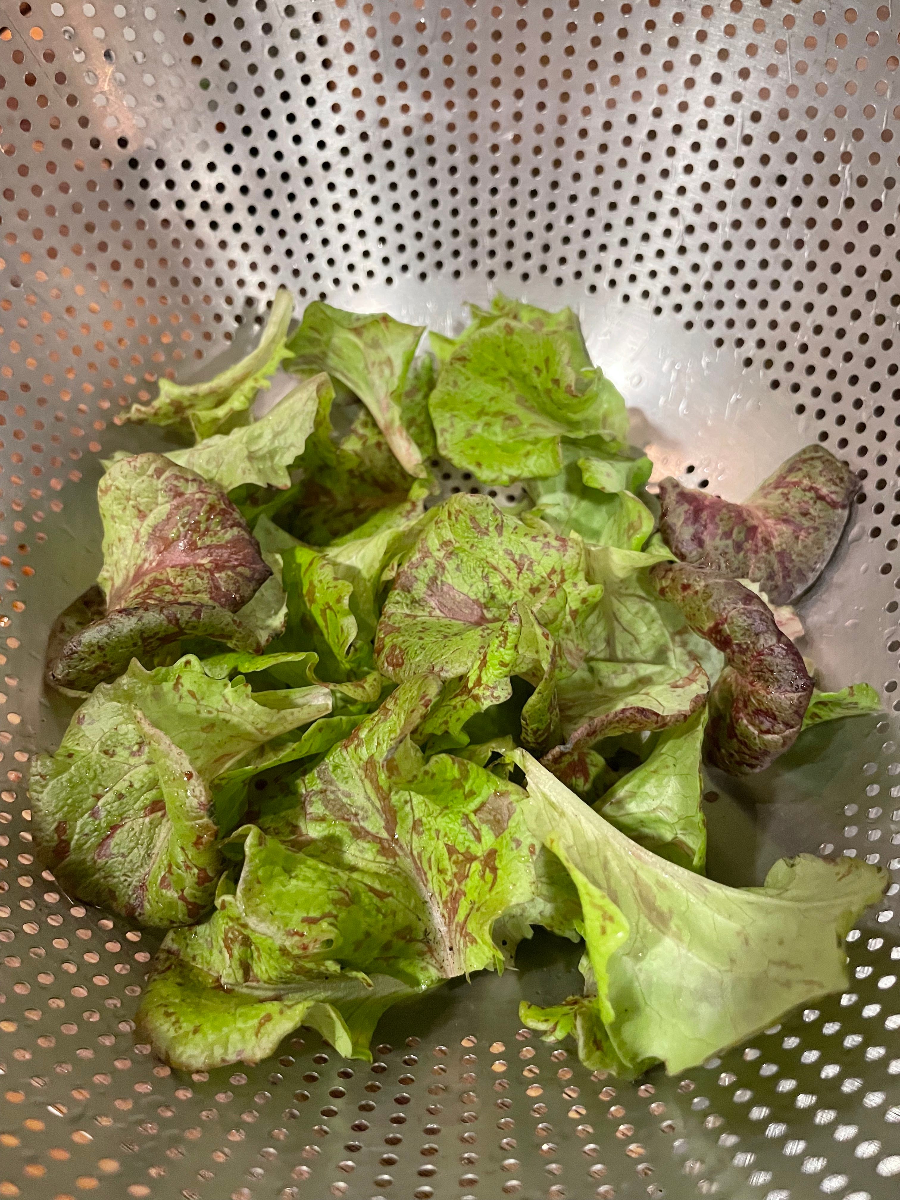 Spaceship Garden - by Sandy Ernest Allen