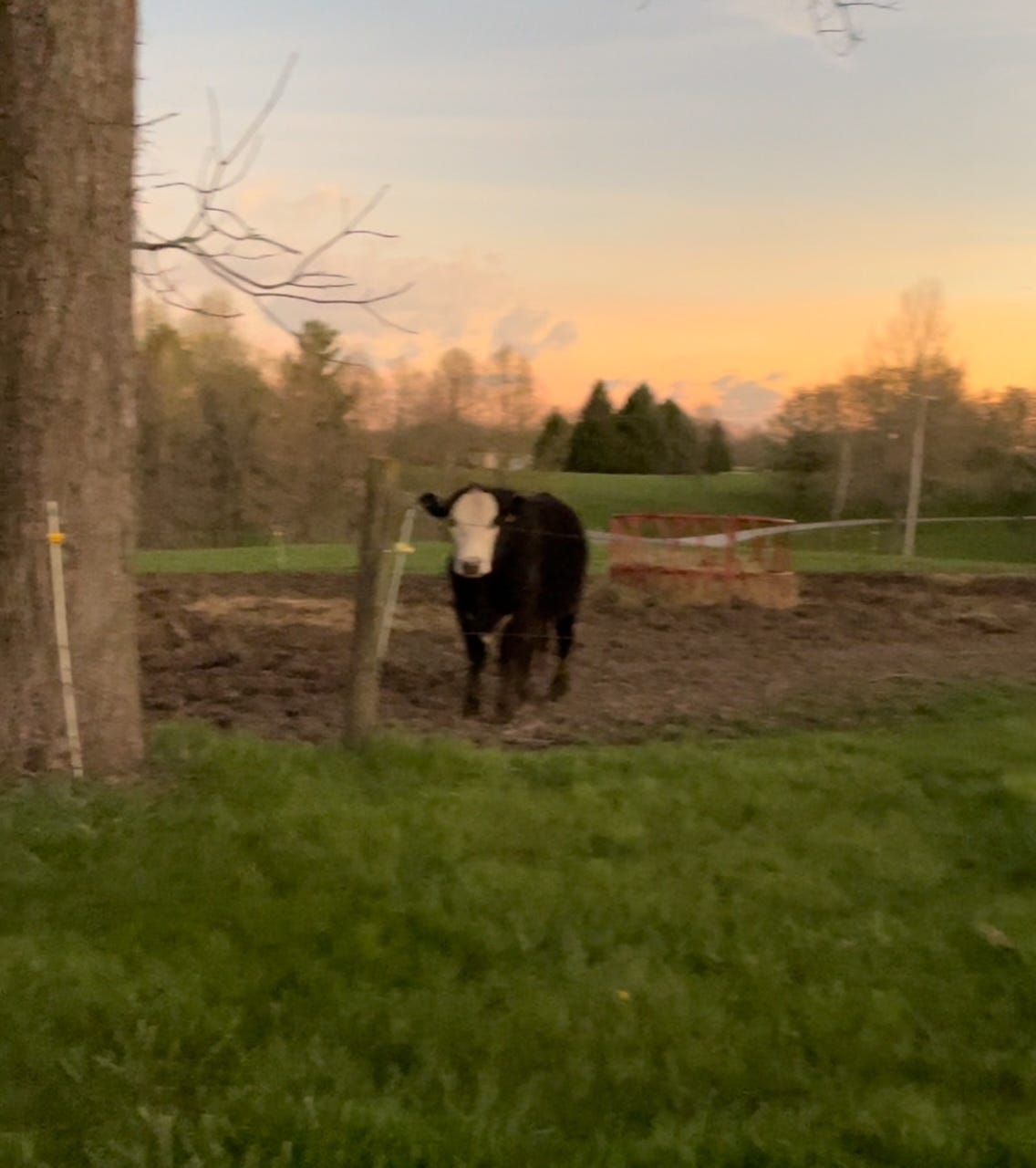 Weed Babies of Spring - by weedom1 - weedom