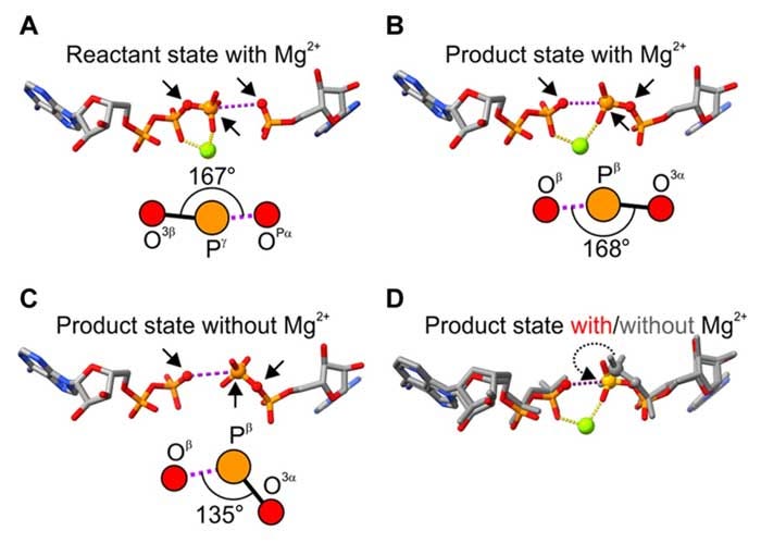 Magnesium's Crucial Role in Cellular Energy Production Revealed