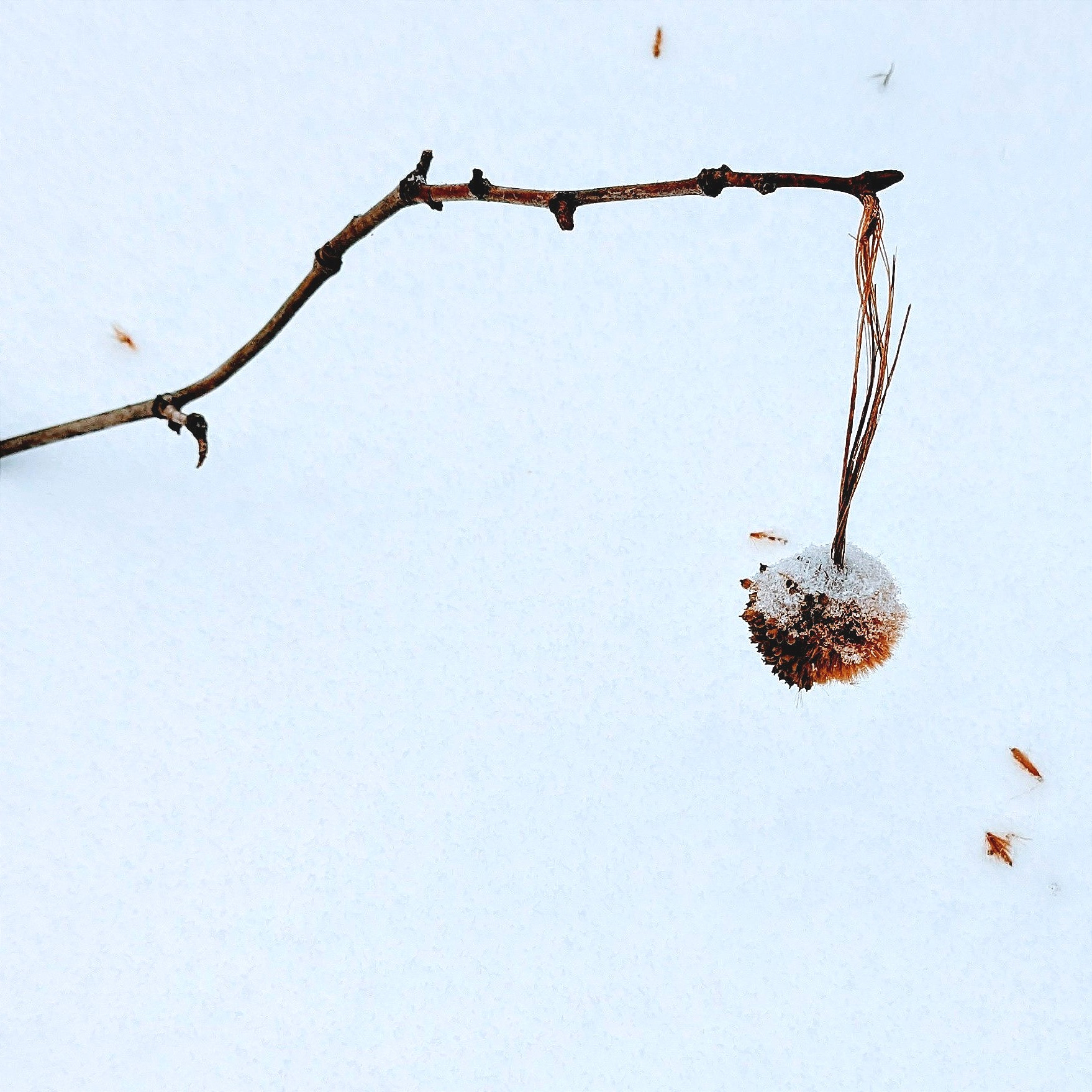 Haiku Pause | Substack