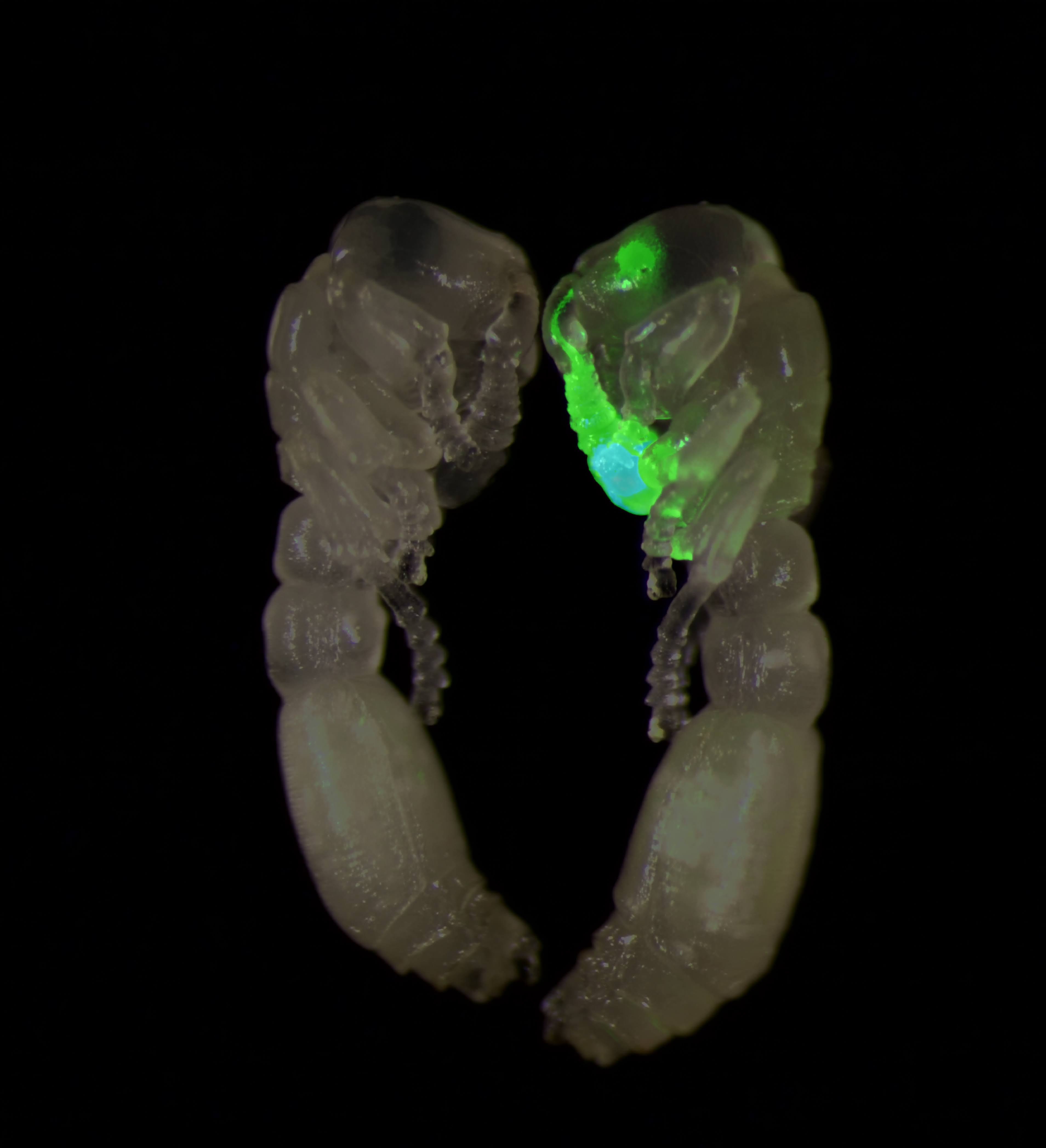 Making the First Transgenic Ants - Asimov Press