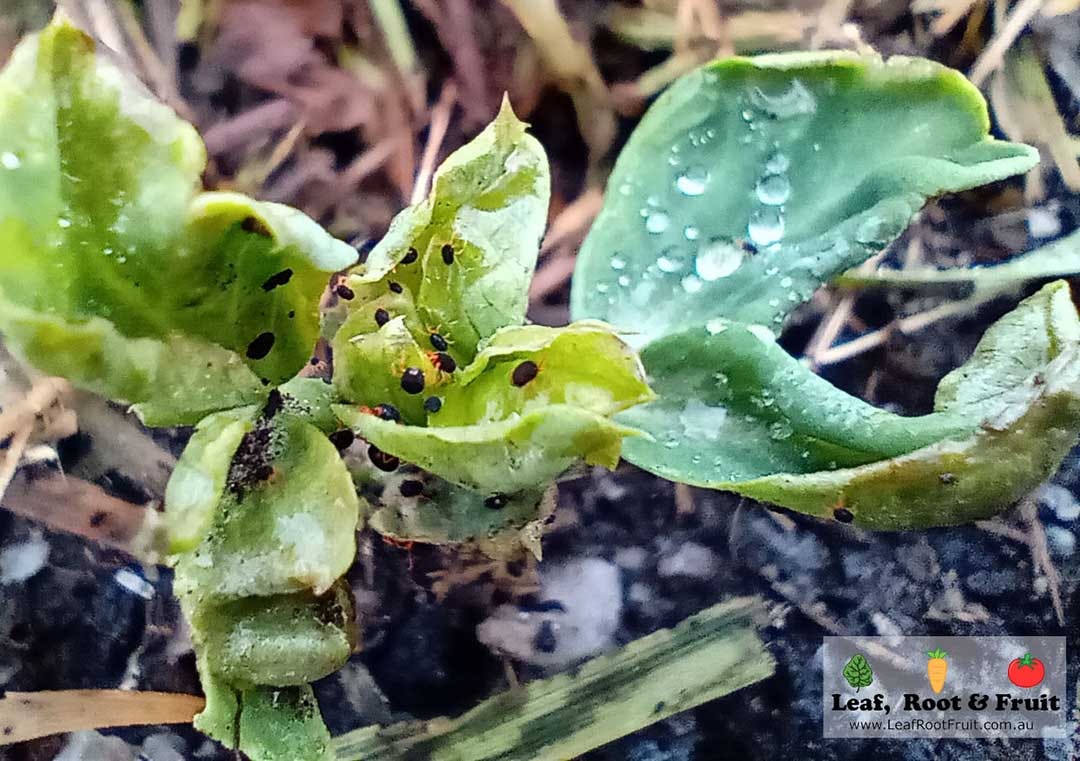 How to Grow Peas - by Duncan Cocking - Leaf, Root & Fruit