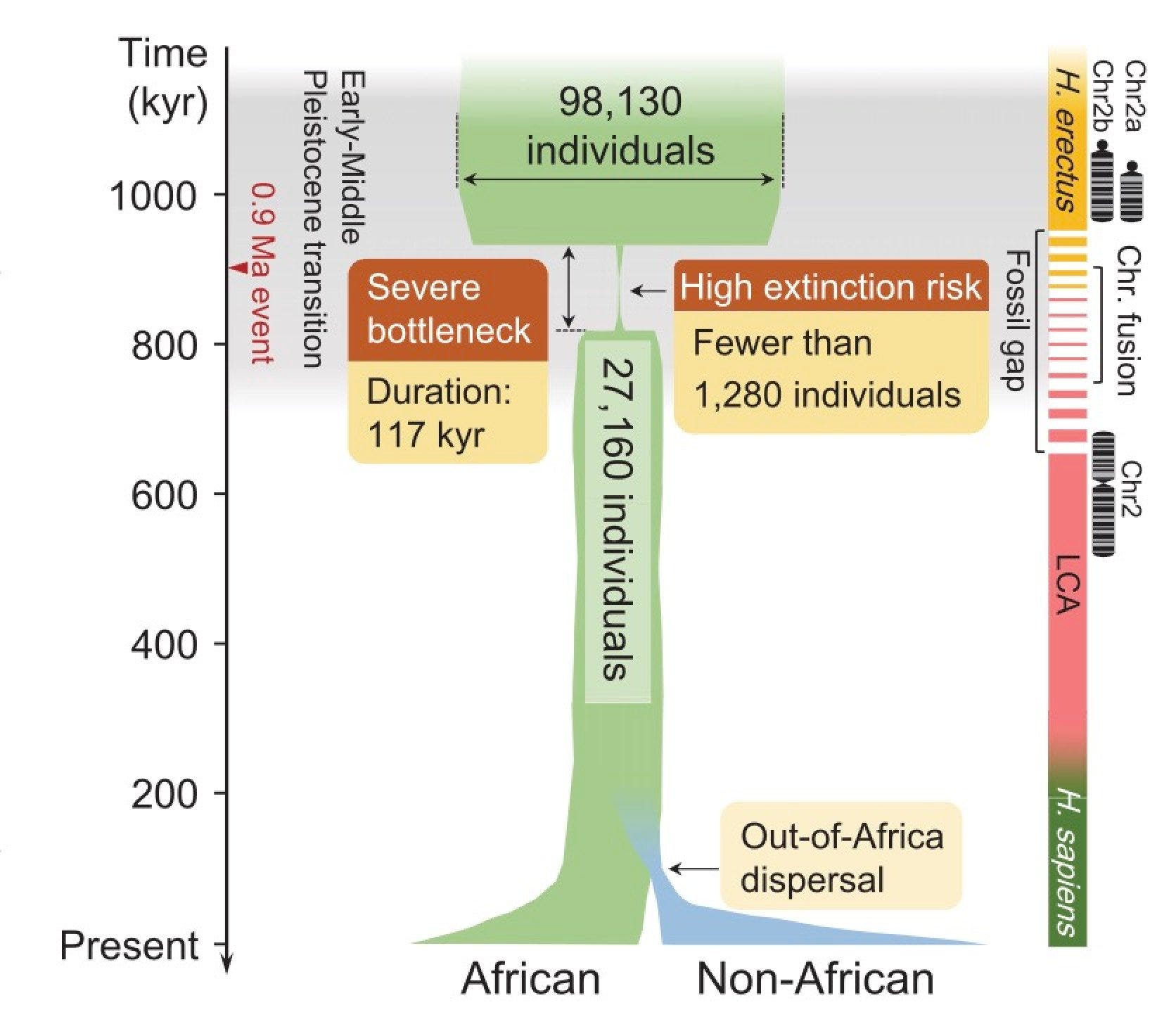 The Near-Extinction of Human Species, a Million Years Ago