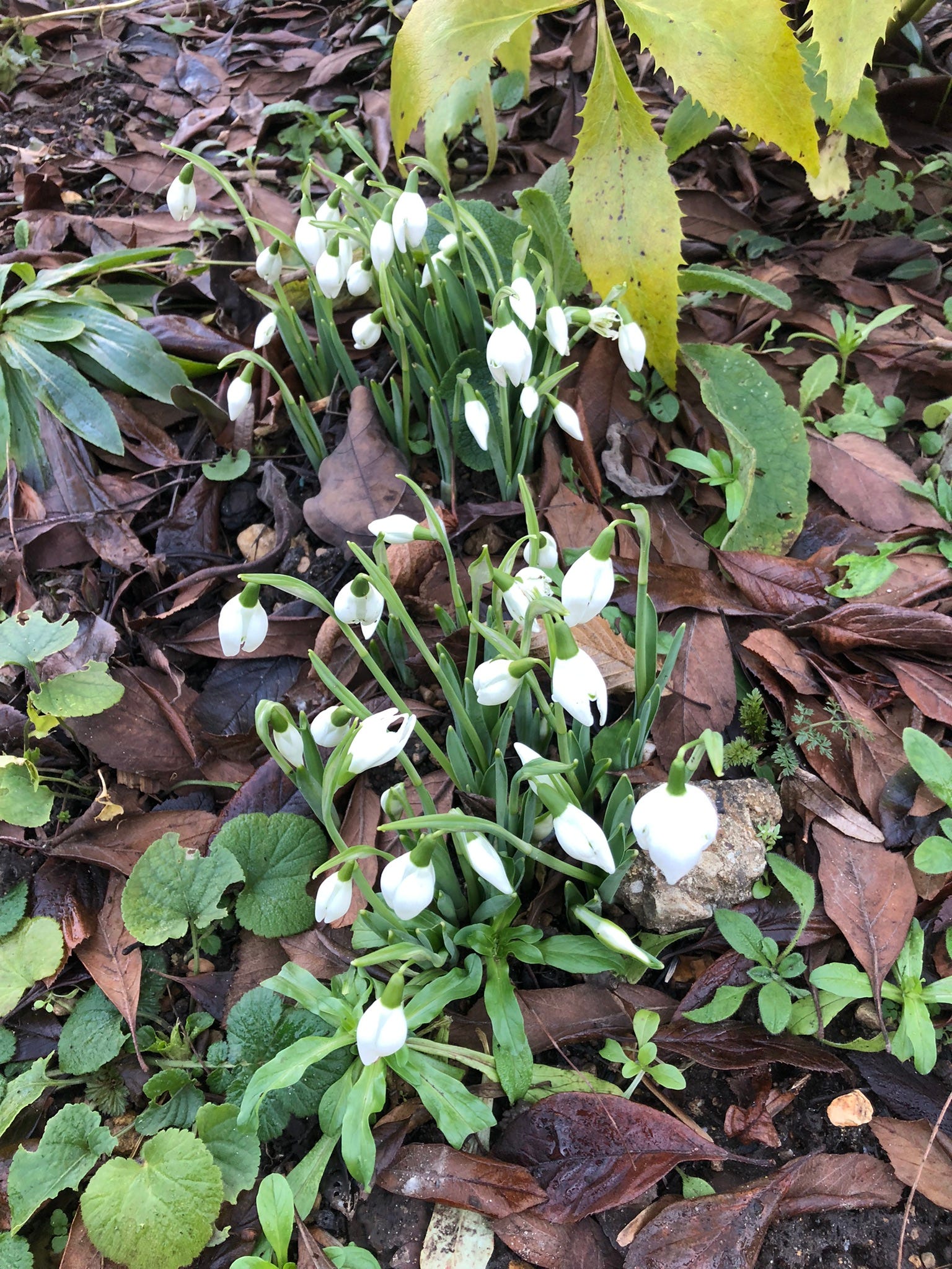 70. On snowdrops - by Lexi Earl - nature//nurture