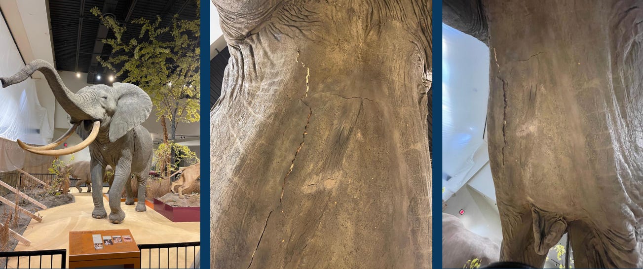 Photos: See deterioration on now-closed Delbridge Museum animal collection