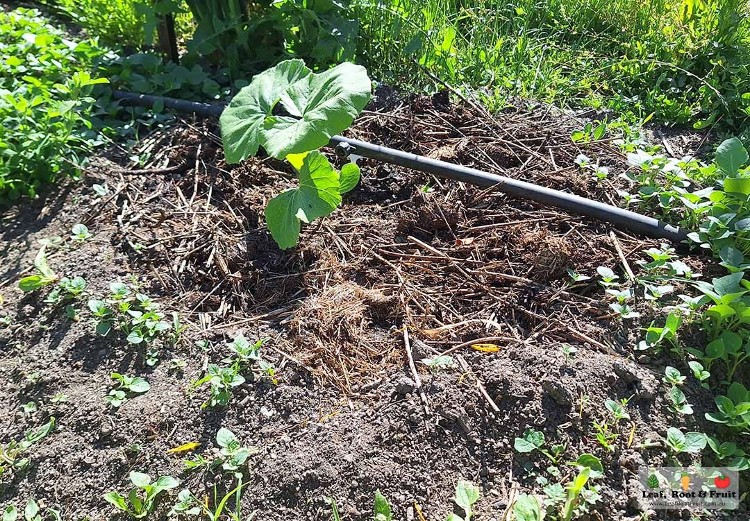 Planting Vegetable Seeds: Sowing Directly