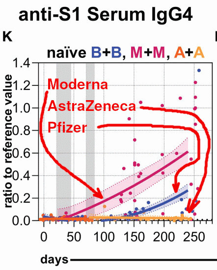 Immune Tolerance: IgG4 Class Switch Starts with Even Two Doses of mRNA Vaccines