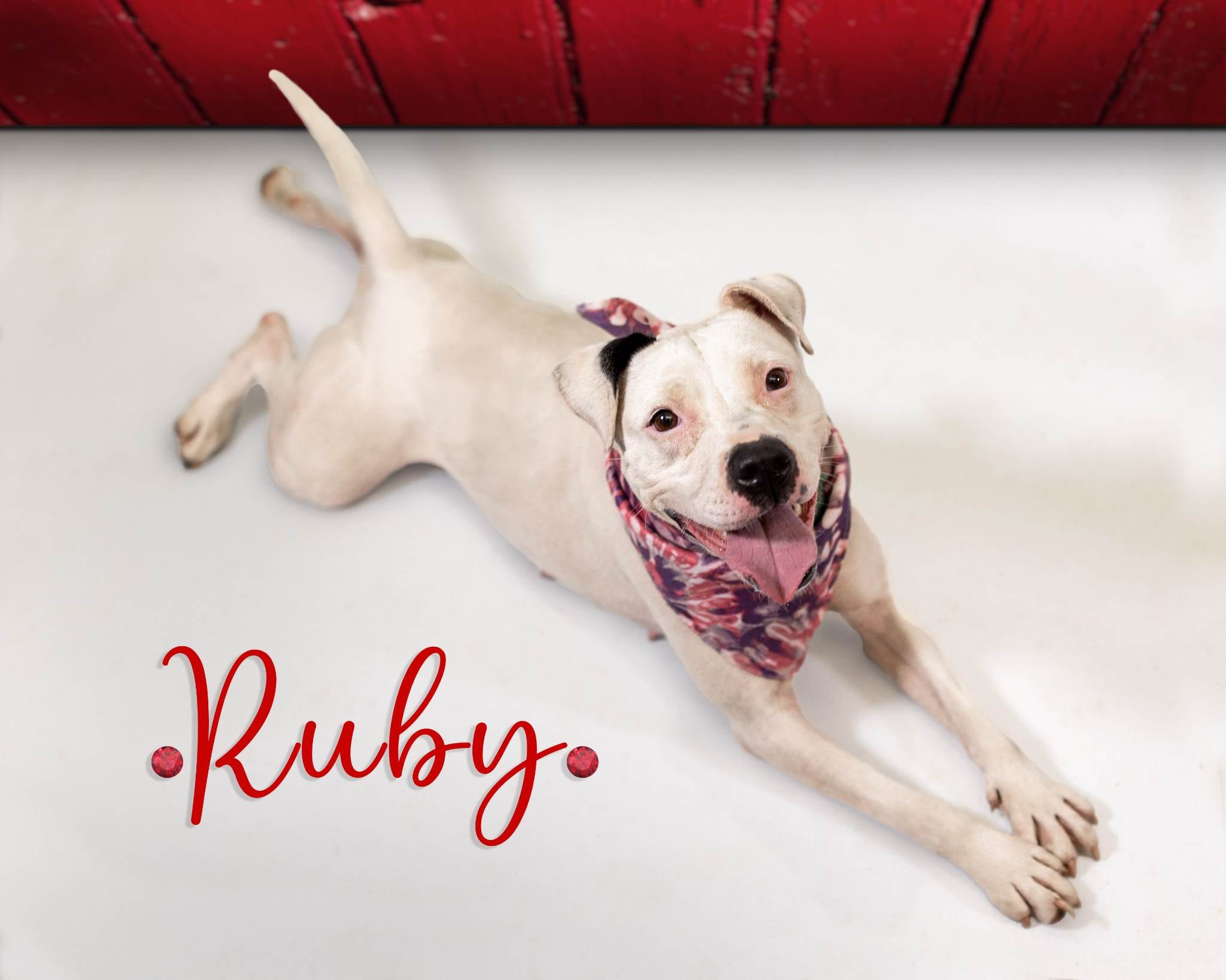 Meet Ruby! - by P Rader - Animal Shelter S.O.S.