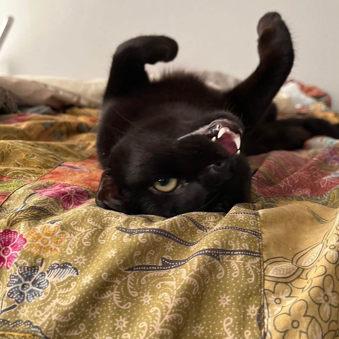 Anastasia McRae | Substack