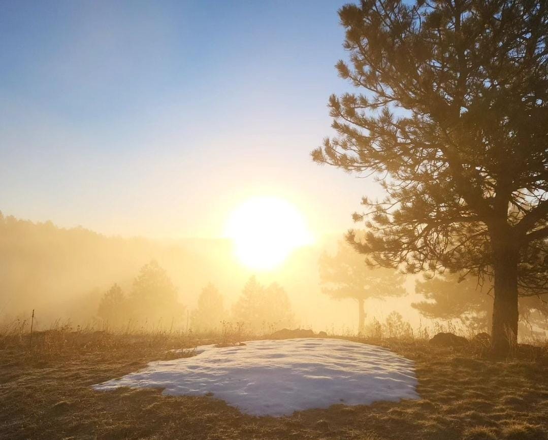 Understanding Cannabis Genetics and Phenotype's