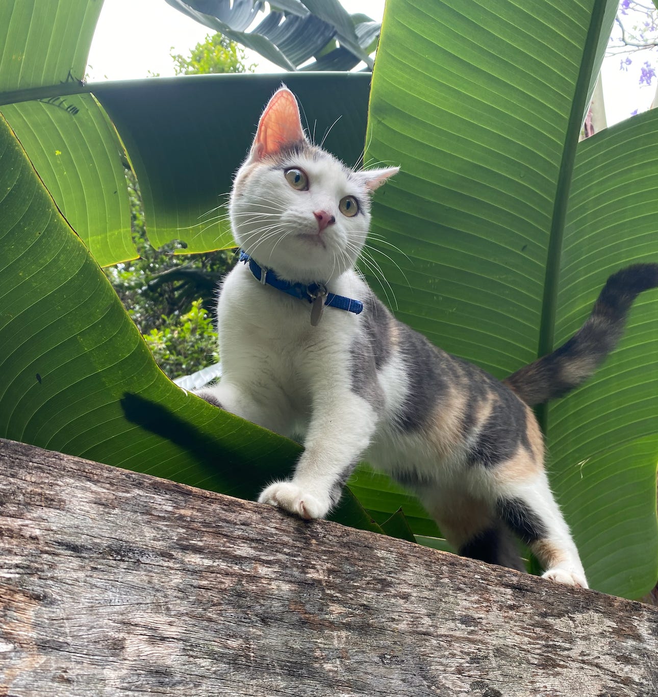 A good walk, ruined. - by John Birmingham