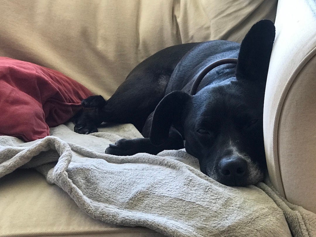 Delights - by Tara Austen Weaver - enJOY