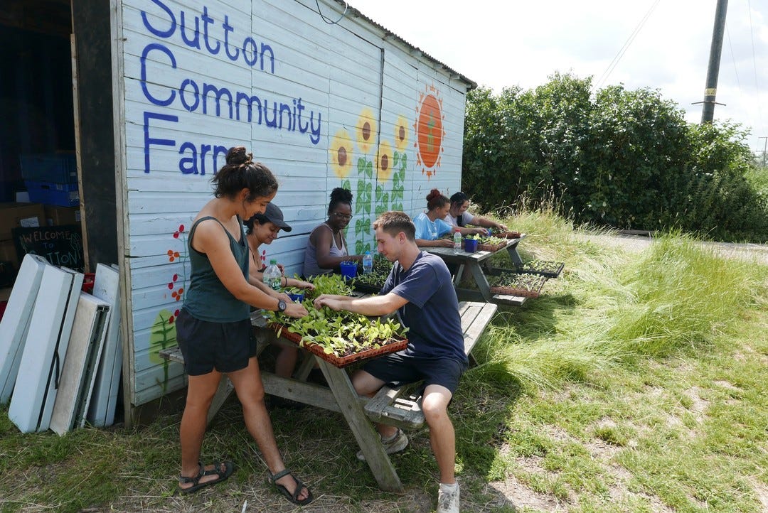 Sutton Community Farm and the politics of community agriculture