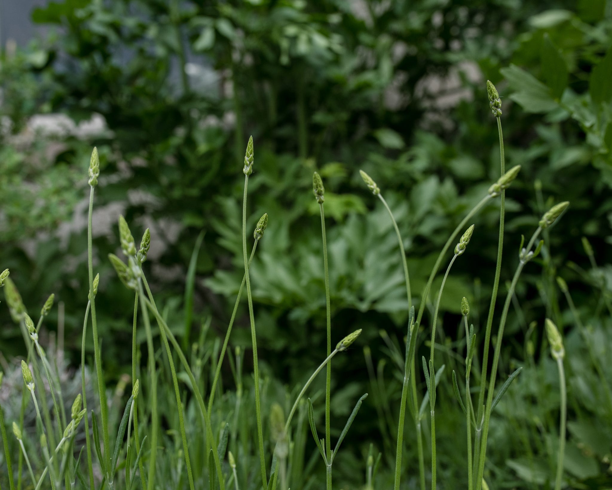 A Garden Tour - by Shaye Elliott