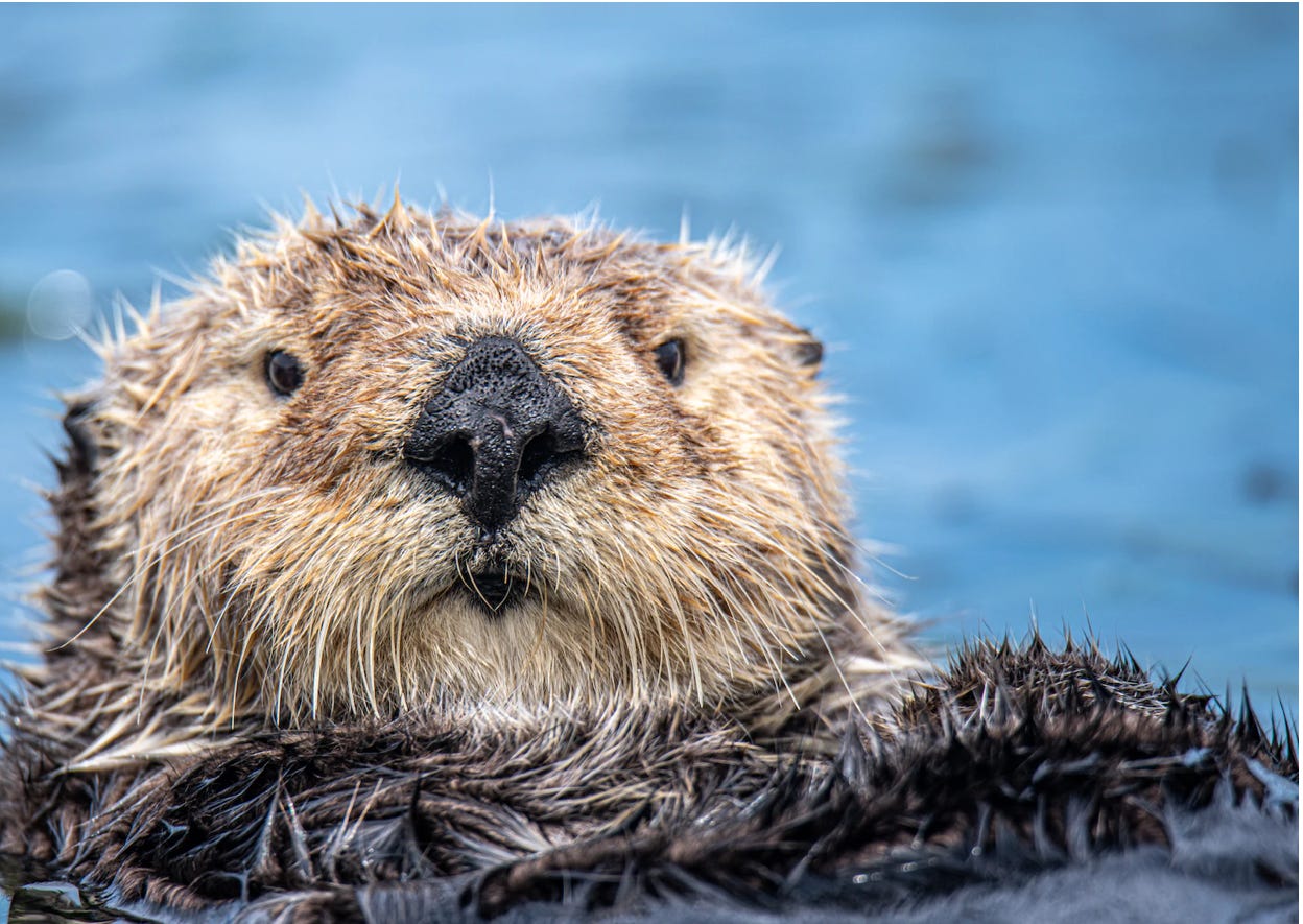 Ralph Romero | Substack