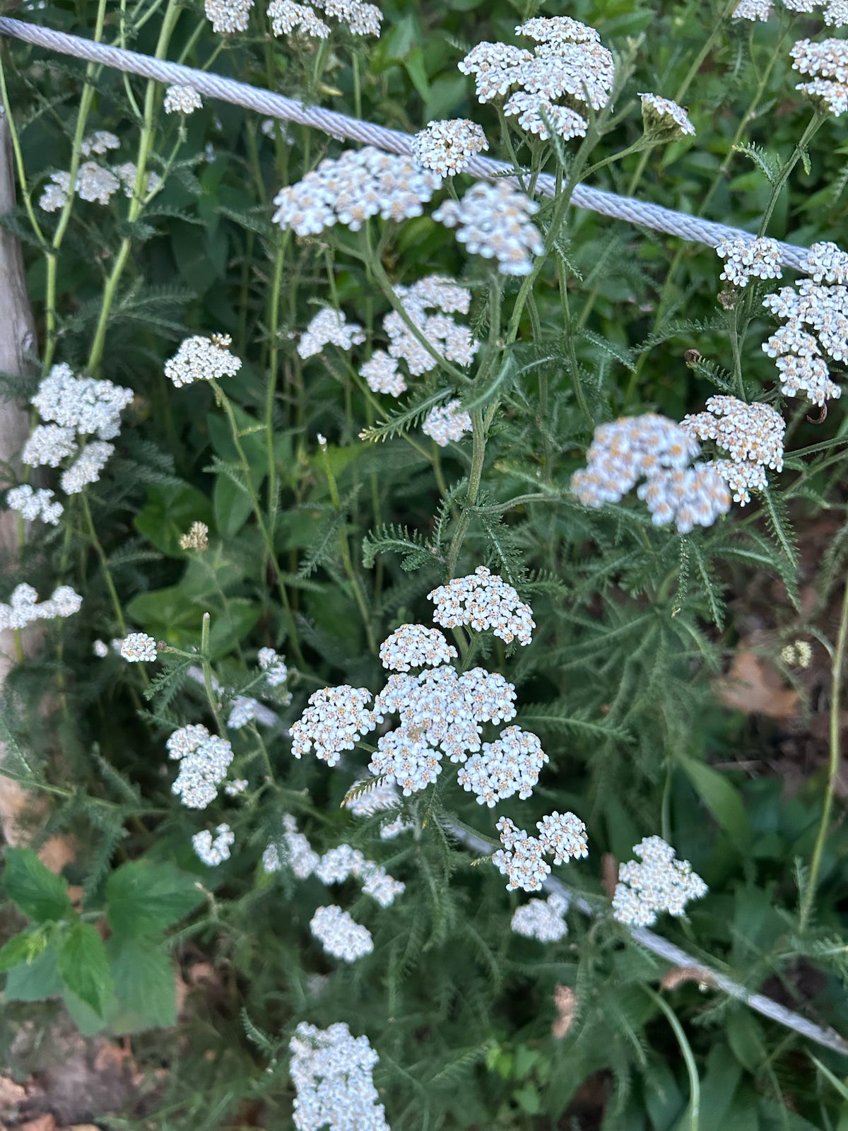 Observation #2: Common yarrow - yield guide