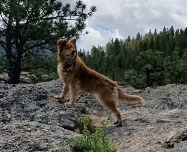 When It's Time to Say Goodbye - by Krista Kafer