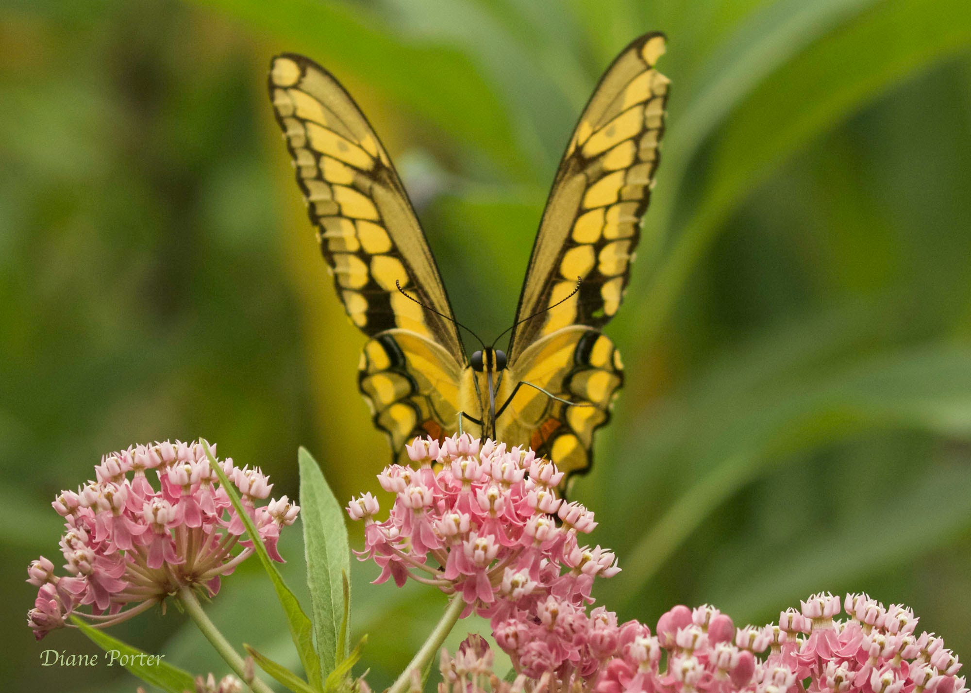 Your Majesty The Giant Swallowtail Butterfly Amazing Insects Of The