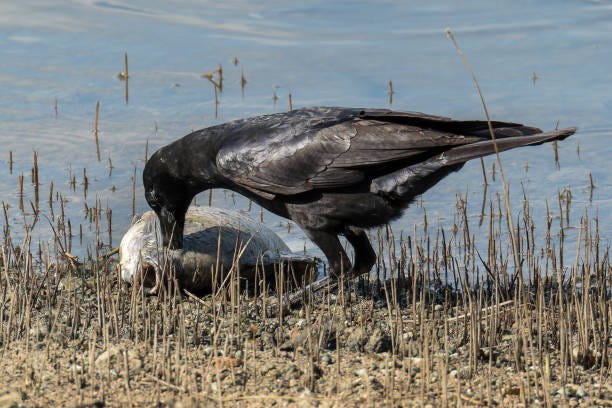 An Ancient of Graves - by Alexander Cummins - QUOTH