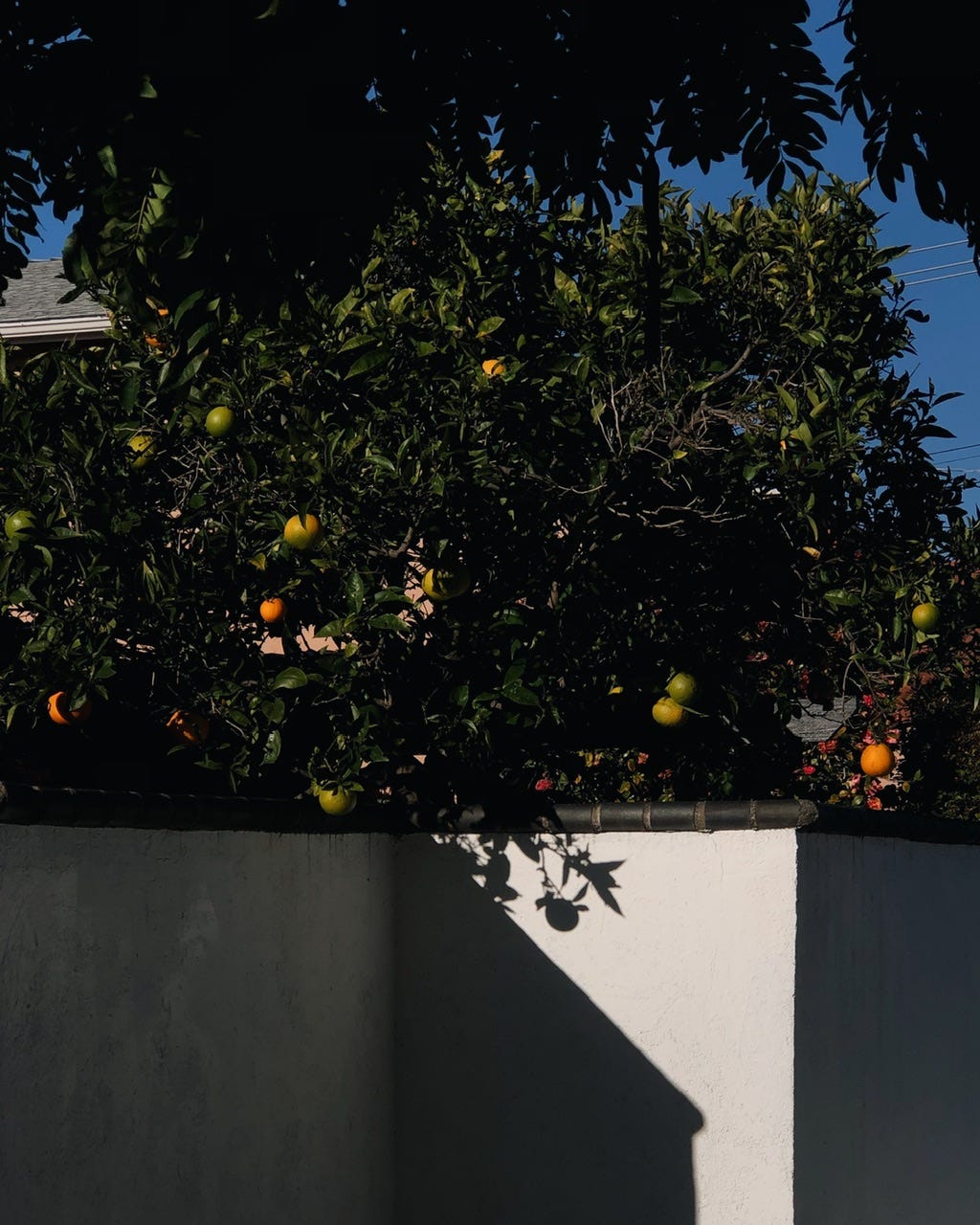 #69: Citrus - by Stefania Culafic - Observations