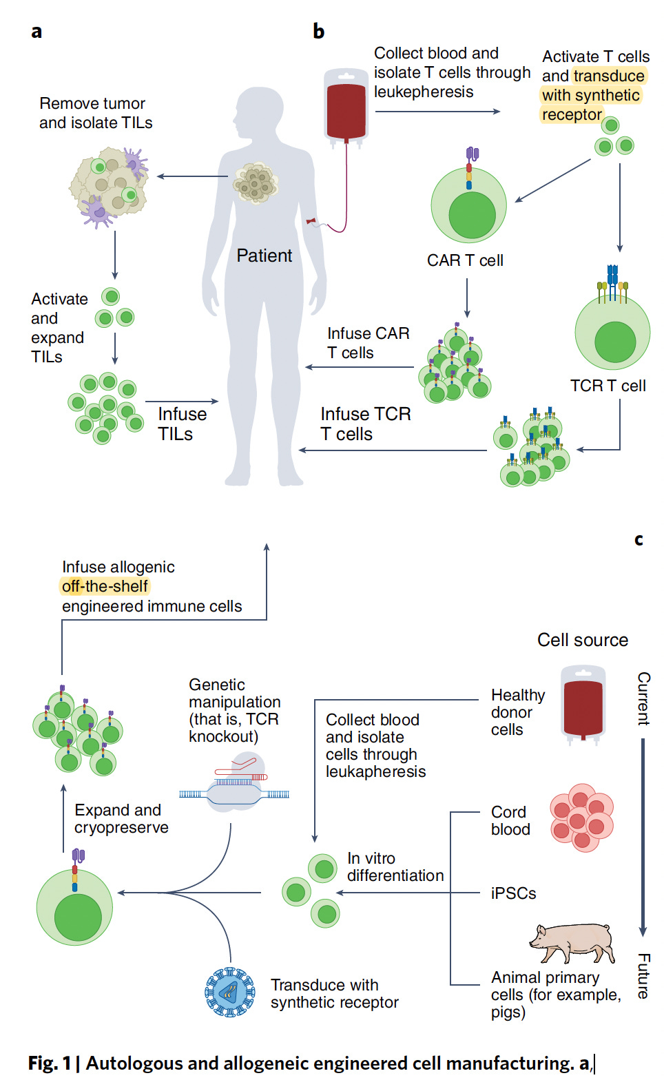 Engineering T cells - by Eric Topol - Ground Truths