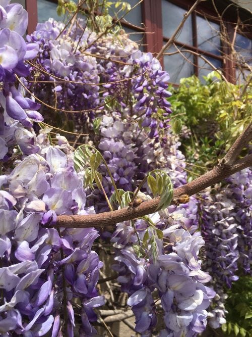 Wisterian Fable - by MaryBethDanielsonStories