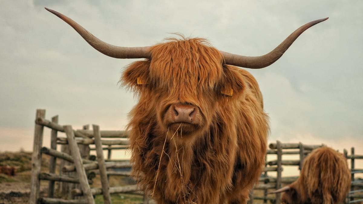 Where Did The Highland Coo Get Its Name?