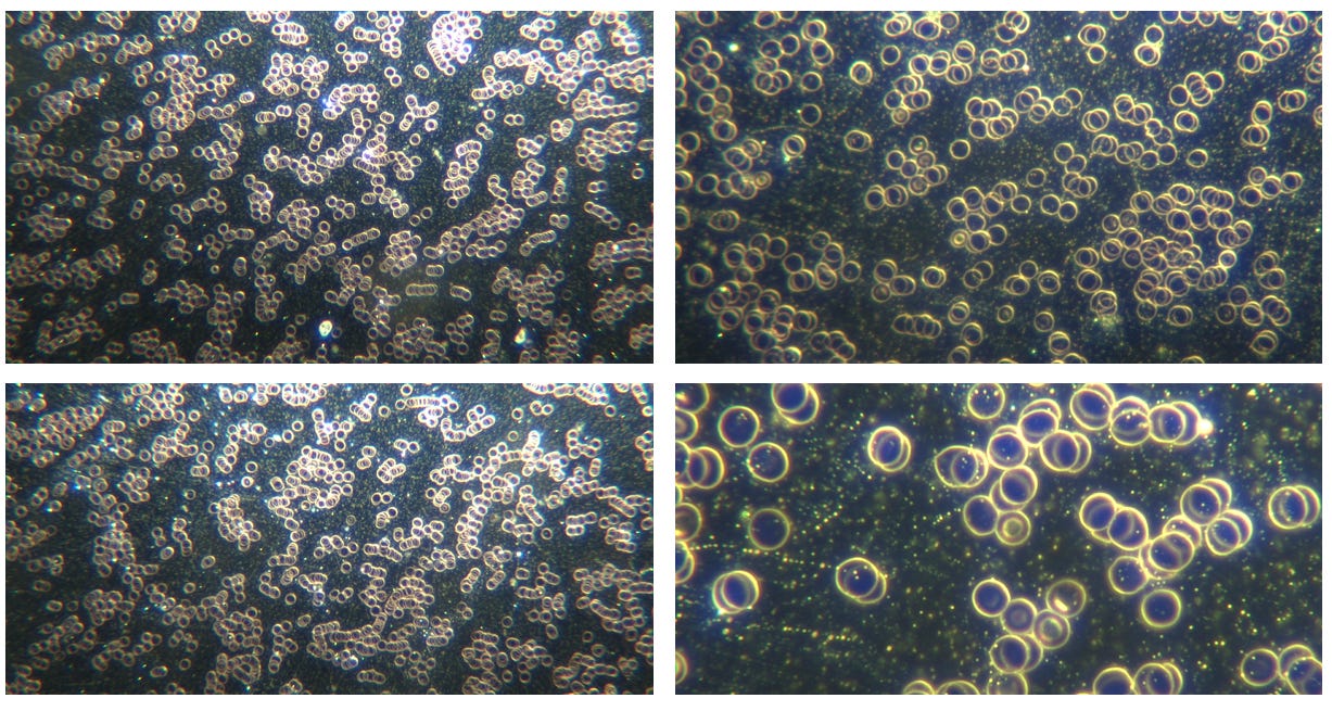 Decontaminating The Blood From Synthetic Biology Hydrogel With EDTA ...