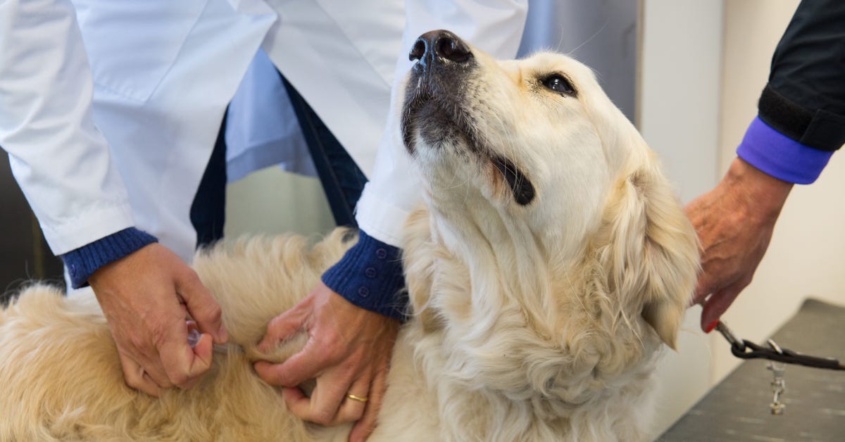 Grey Bruce Pet Hospital Announces Interim Solution to Extend On-Call Hours