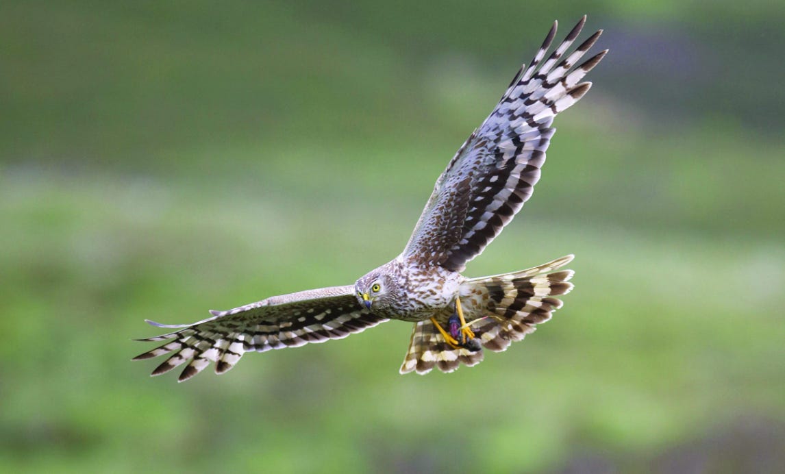 THREE more Hen Harriers 'disappear' on grouse moors